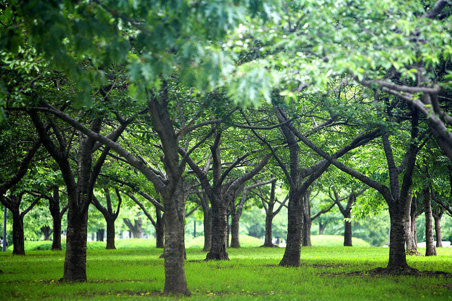 Earth Day: 5 Eco-Friendly Ways To Celebrate | Roadie